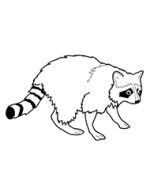 Raton - Planse de colorat si educative