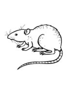 Sobolan – Planse de colorat si educative