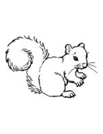 Veverita - Planse de colorat si educative