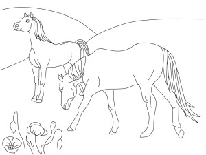 Cal - Planse de colorat si educative