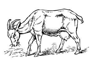 Capra - Planse de colorat si educative