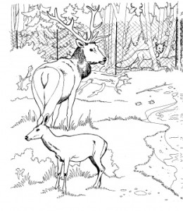 Cerb - Planse de colorat si educative