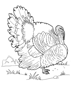 planse desene de colorat curcan 1 - Planse de colorat si educative