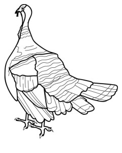 Curcan - Planse de colorat si educative