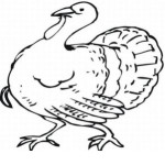 Curcan - Planse de colorat si educative