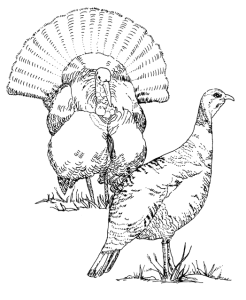 Curcan - Planse de colorat si educative