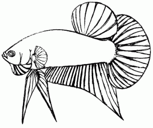 planse desene de colorat peste 8 - Planse de colorat si educative