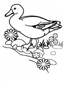 planse desene de colorat rata 4 - Planse de colorat si educative