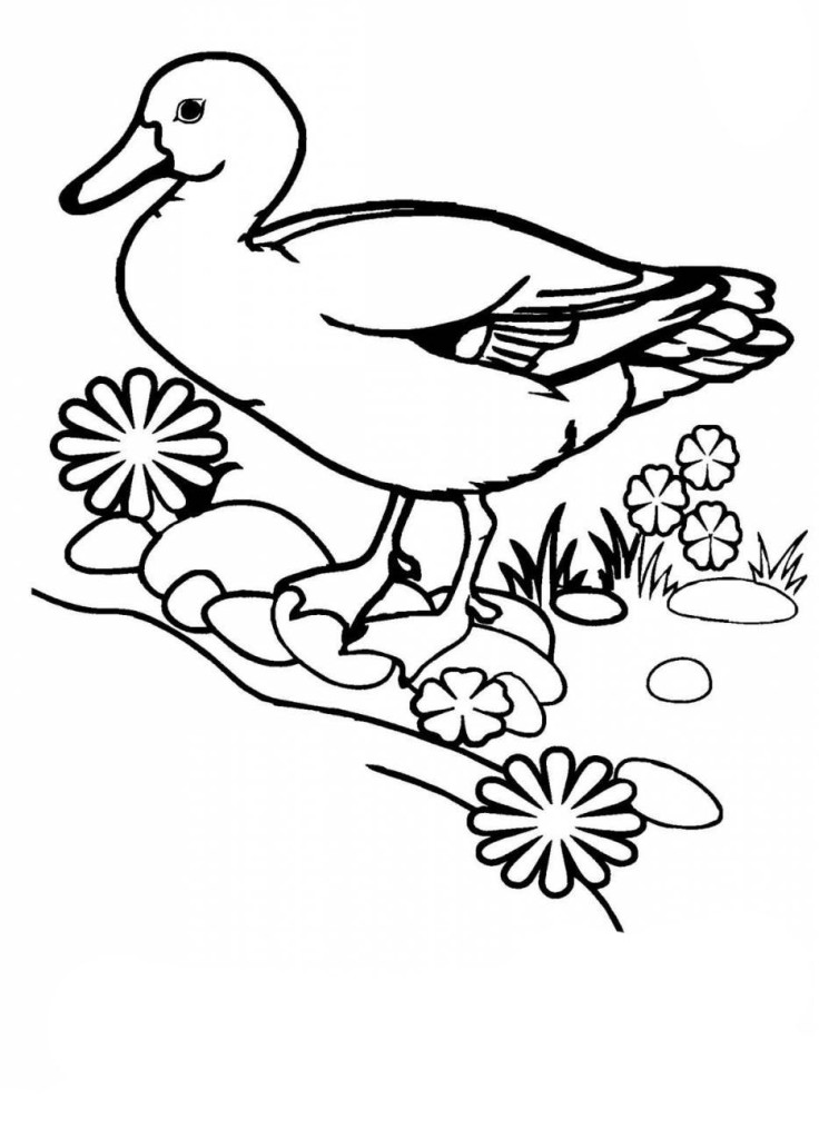 planse desene de colorat rata 4 - Planse de colorat si educative