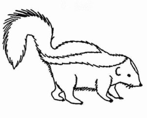 planse desene de colorat sconcs 5 - Planse de colorat si educative