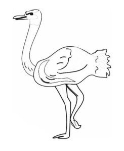 Strut - Planse de colorat si educative